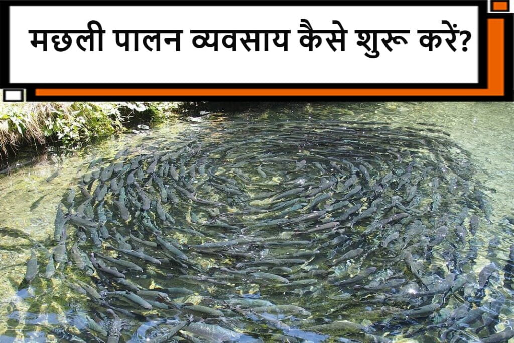 भारत में मछली पालन व्यवसाय कैसे शुरू करें? बिज़नेस प्‍लान, लाइसेंस ...
